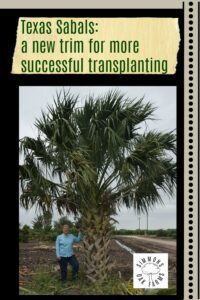 Successfully Transplanting Texas Sabal Palms - Simmons Tree Farms