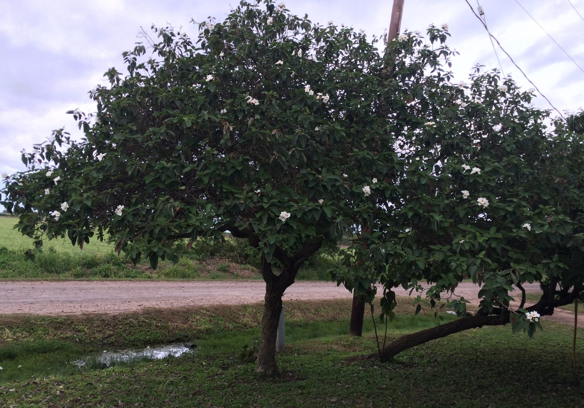 Wild Olive - Simmons Tree Farms