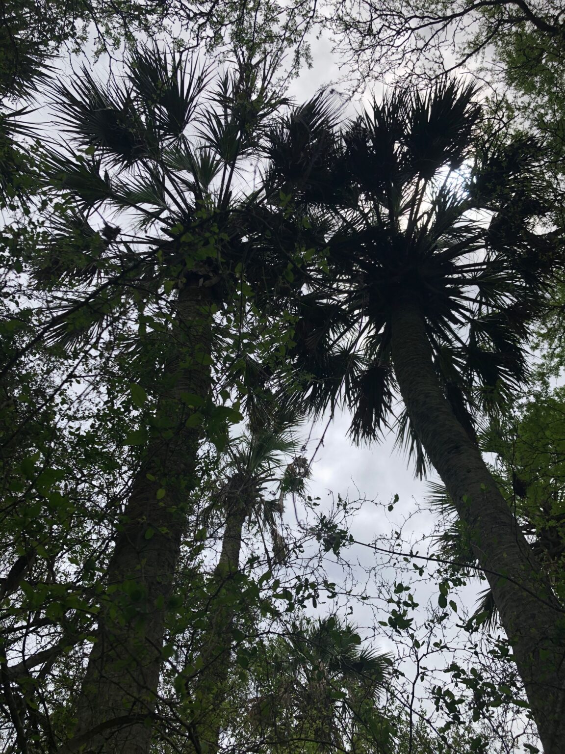 Walking the trails at Sabal Palm Sanctuary - Simmons Tree Farms