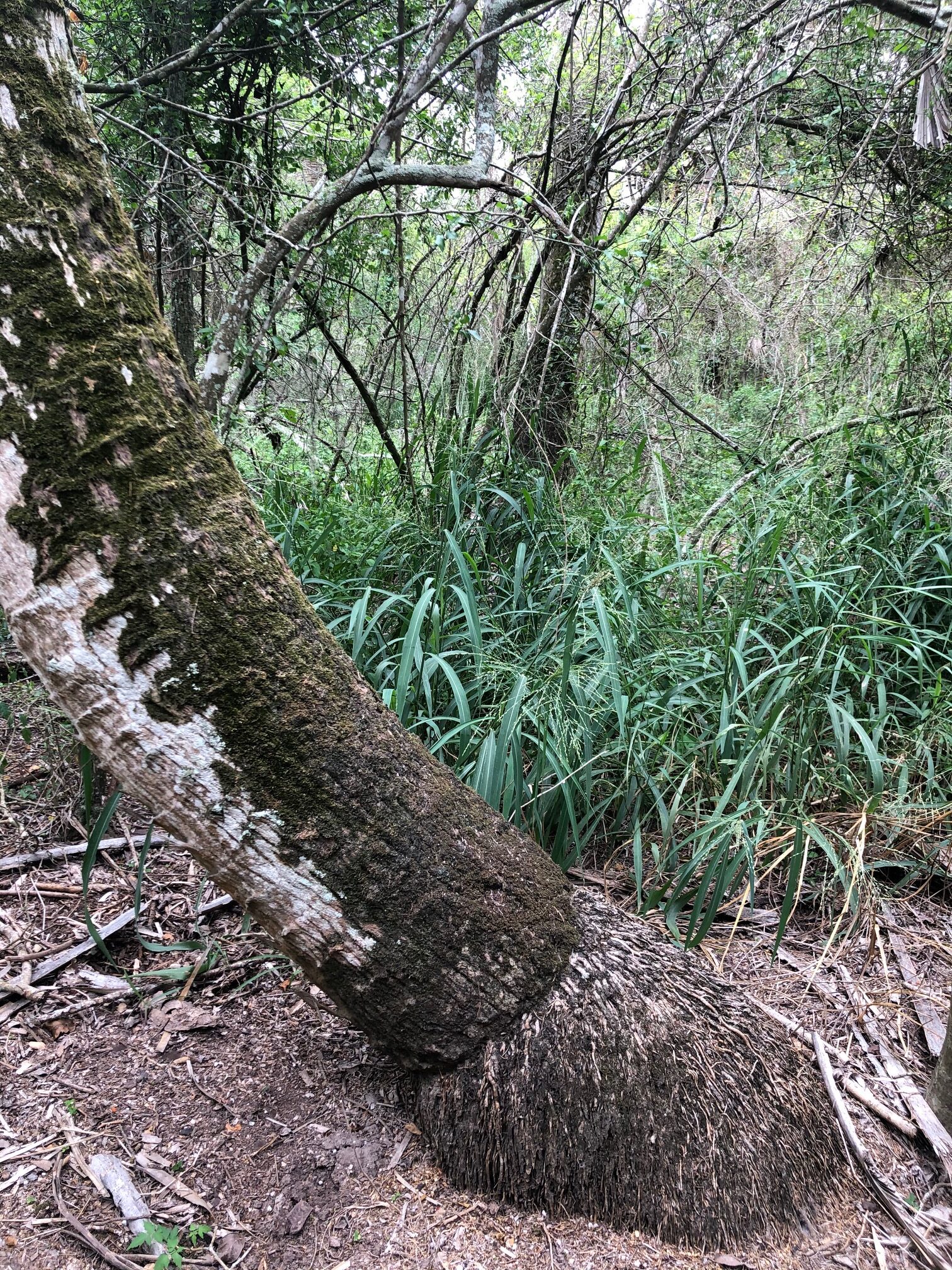 Walking the trails at Sabal Palm Sanctuary - Simmons Tree Farms